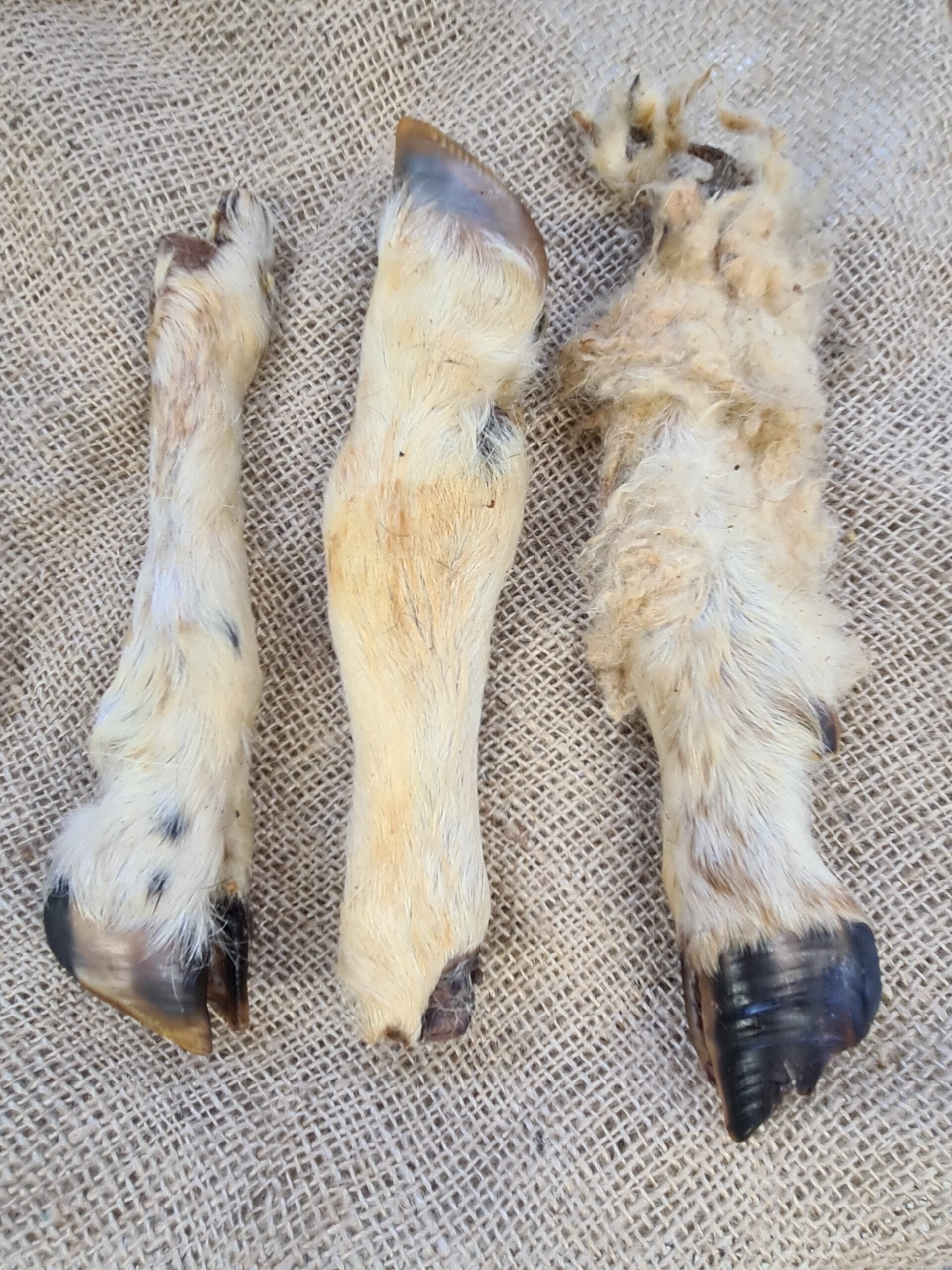 Hairy Lambs Feet x 1